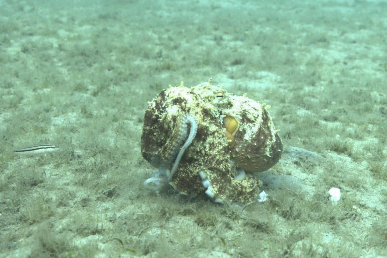 How to use 8 arms? Octopuses tend to explore with their front limbs