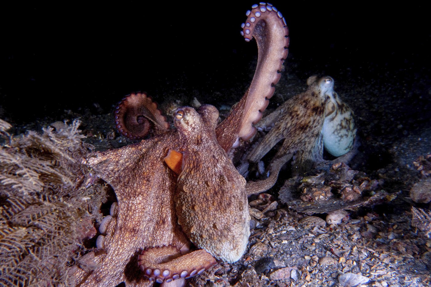 How to use 8 arms? Octopuses tend to explore with their front limbs