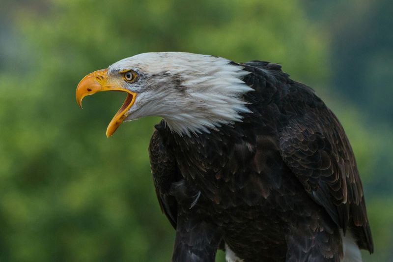 9 Animals With Exceptionally Good Eyesight