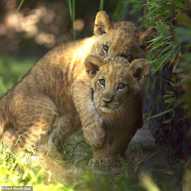 Two adorable lion cubs with very fitting names are born at Texas zoo