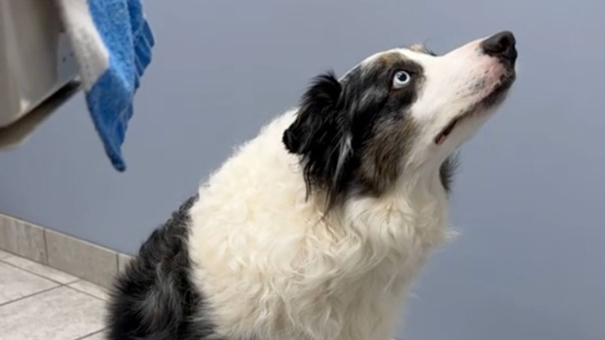 Dog acts strangely at the vet: but he's the only one to spot the ...