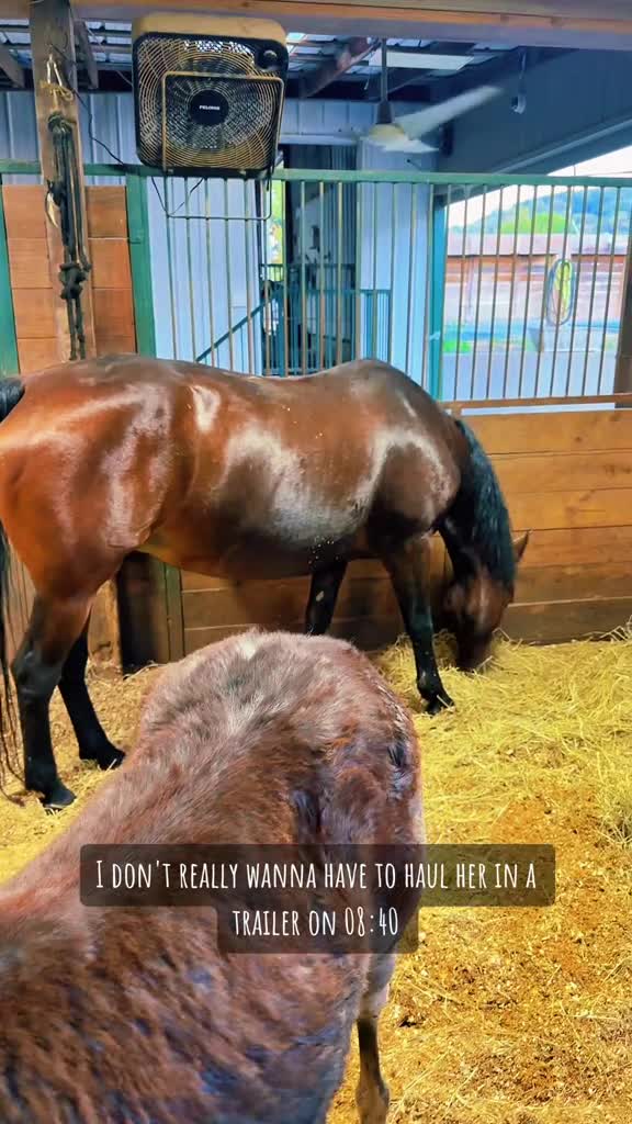 Phin’s Hernia Update: What the Vet Recommends for Our Foal
