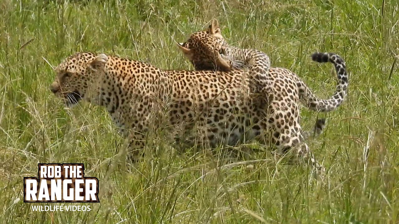 Leopard Brings Her Cub to Eat—A Rare Moment