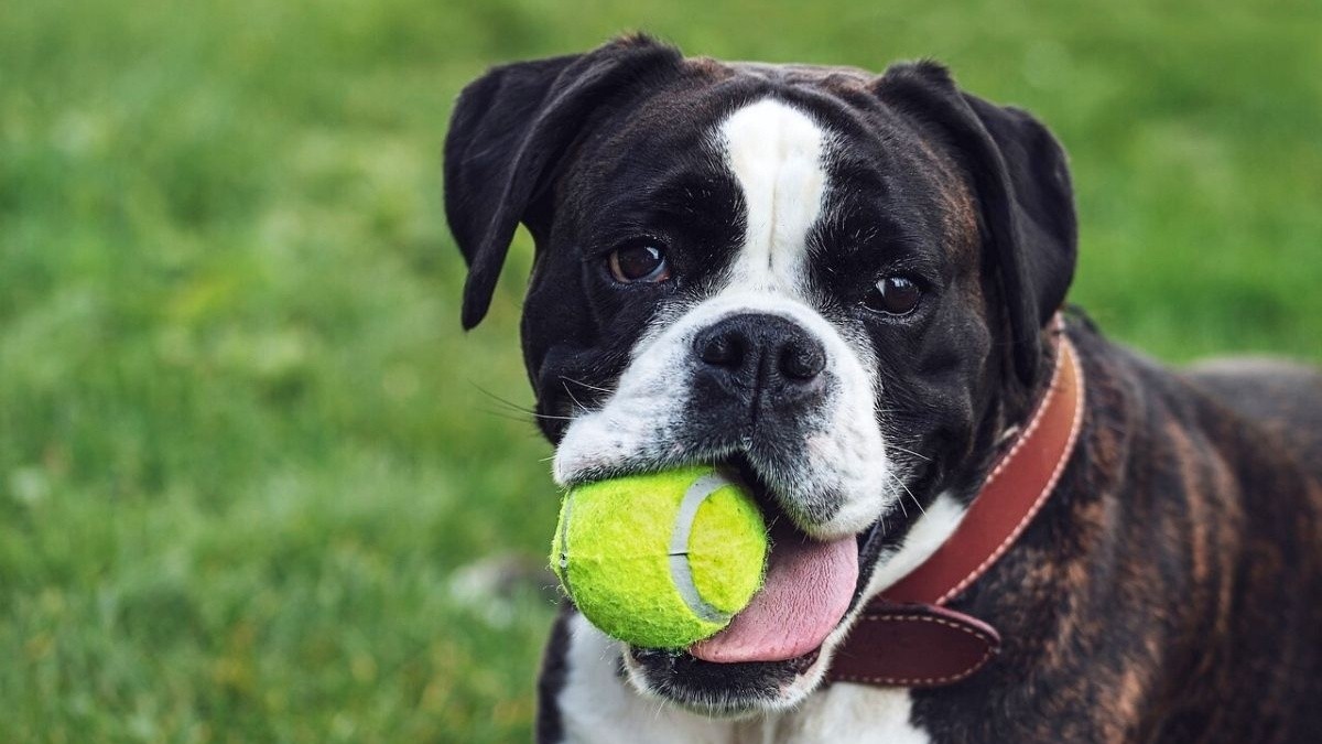 Veterinarians explain the 10 things a dog does when it wants to cheer ...