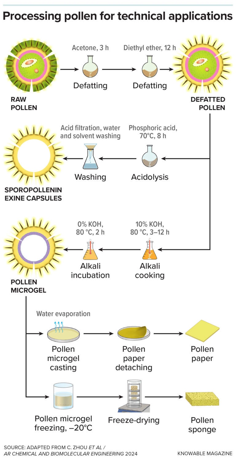 Using pollen to make paper, sponges and more