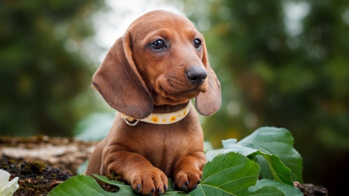 10 things dogs look for when choosing their favorite human