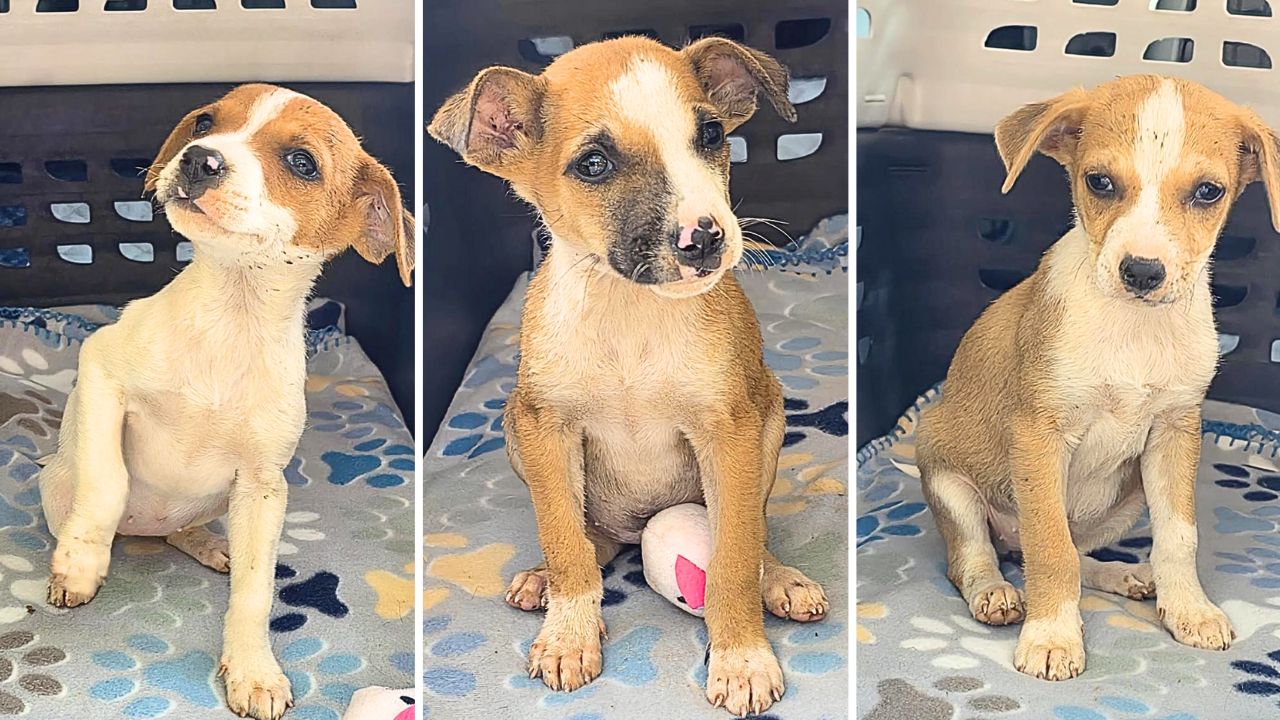 4-Pound Chihuahua Mix Puppy Sisters Searching For Home After Being ...