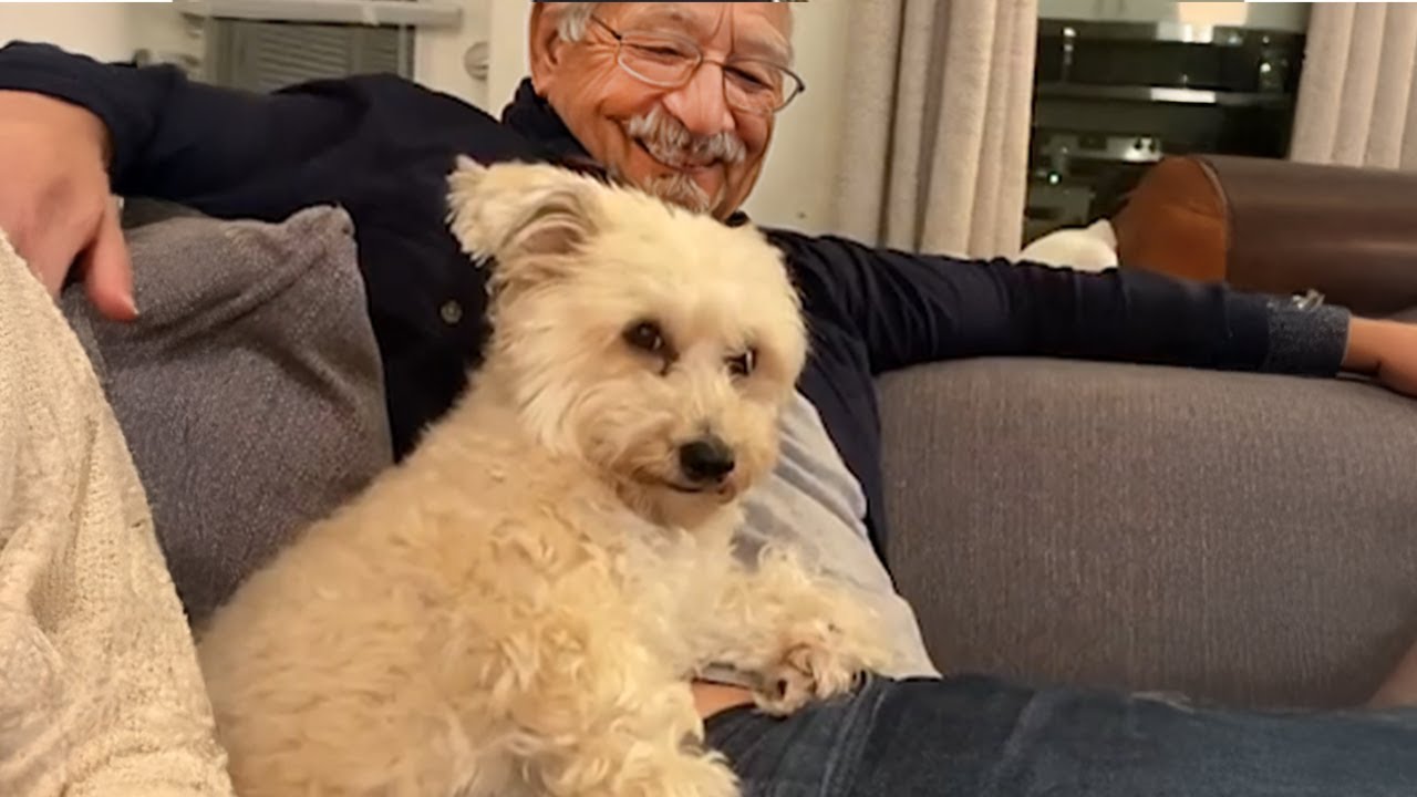 Dogs insist on loving grandpa in the sweetest way