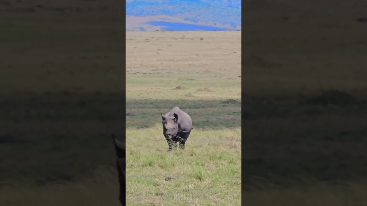 Black Rhino Sighting Offers Rare Look at the Species