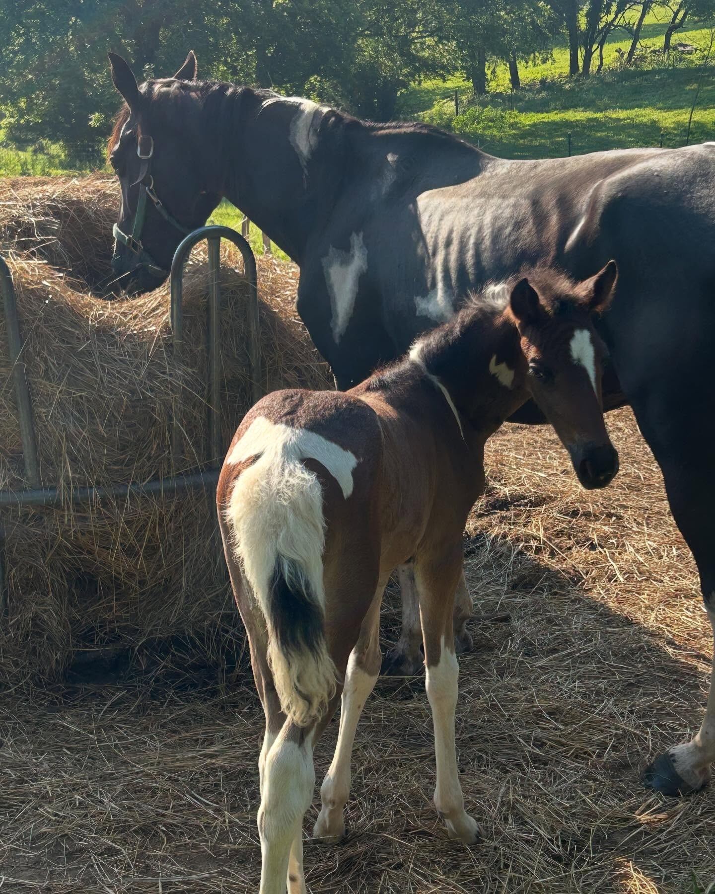 Horse Haven of Tennessee expanding, ‘A Stable Future’ project ongoing