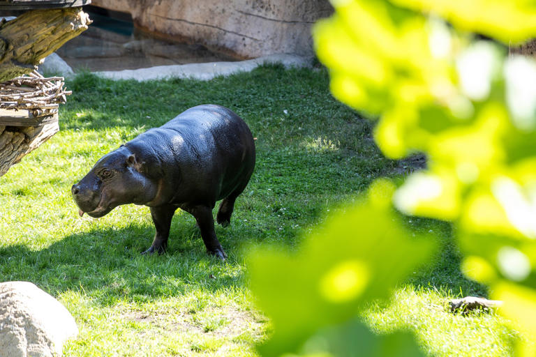 Watch as pygmy hippo reveals gender of John Ball Zoo’s newest addition