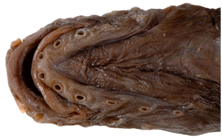 Sea creature with ‘large' throat pores found off Antarctica. It's a new ...