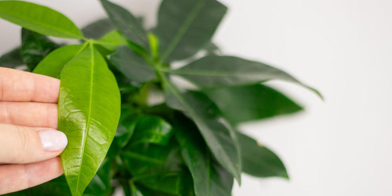 Pros Reveal the #1 Maintenance Trick to Super-Sizing Your Money Tree