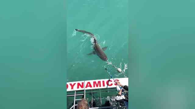 Een Walvis Zwemt voor Iedereen