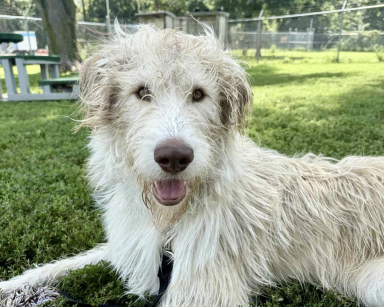 Shelter Tries To Find A Home For 'Frat Boy' Disguised As A Dog