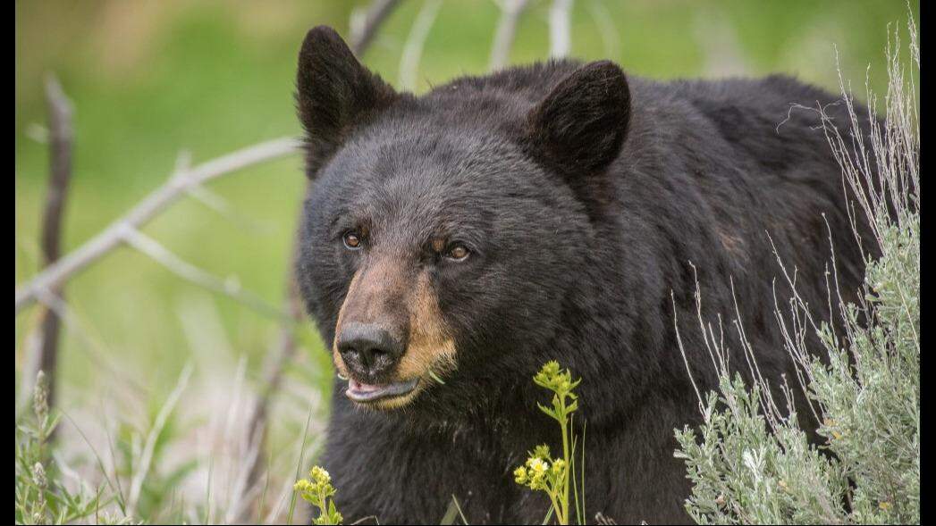 Gunshots at night lead to bear shot dead in CA. It wasn't poached ...
