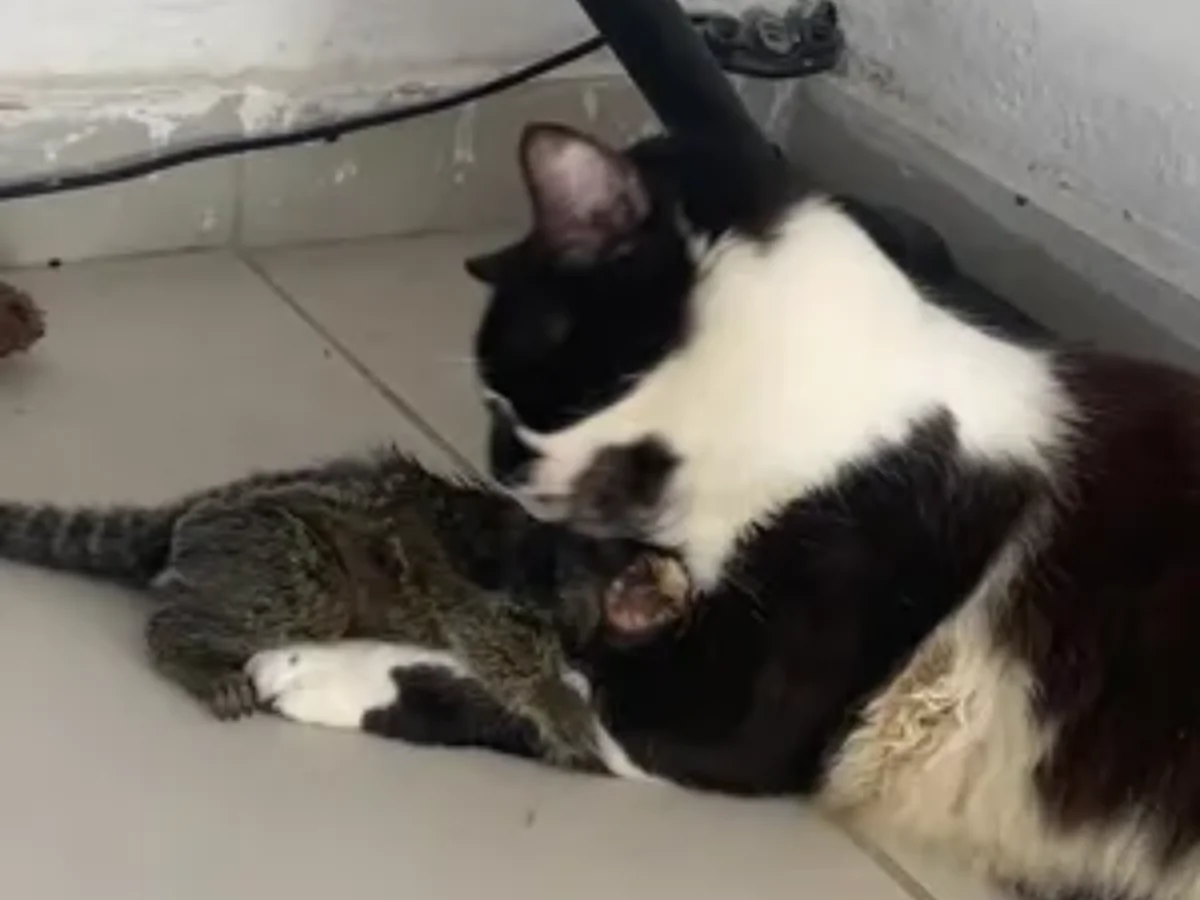 Cena fofa de gatinho dando 'banho de língua' em sagui viraliza nas redes