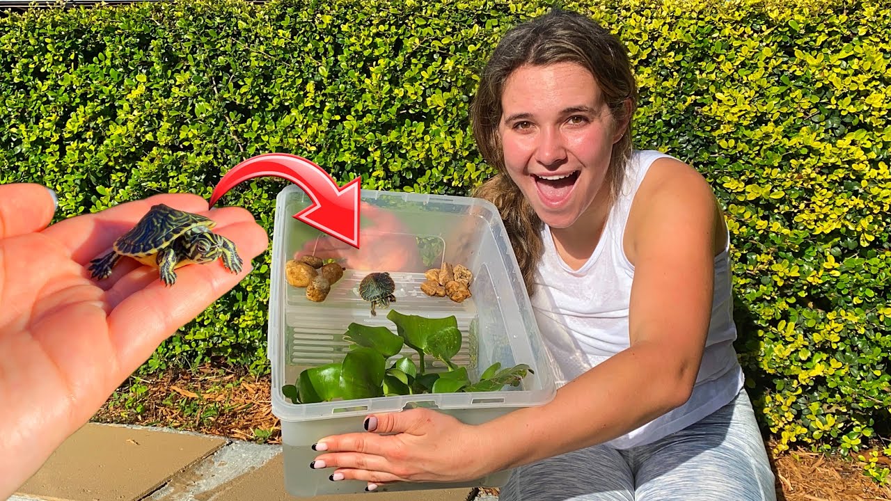 Saving a baby turtle and building its new enclosure