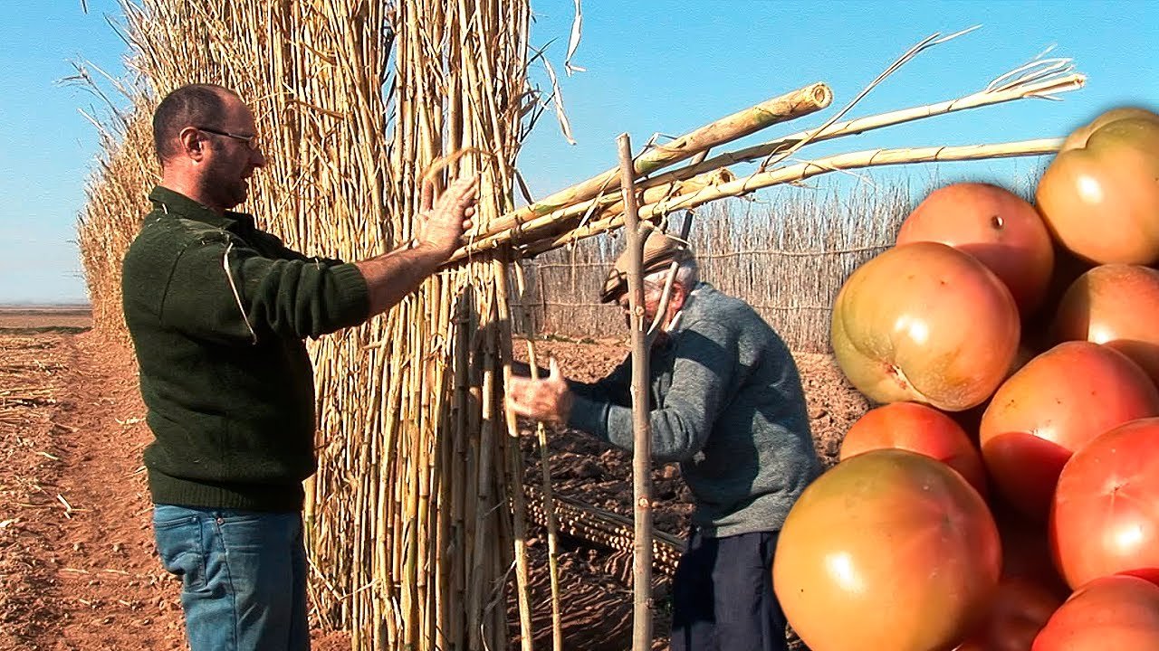 El arte del bardizo en Utebo
