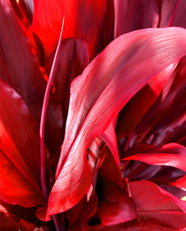 Add a Bright Touch With These Tropical Plants With Red Leaves