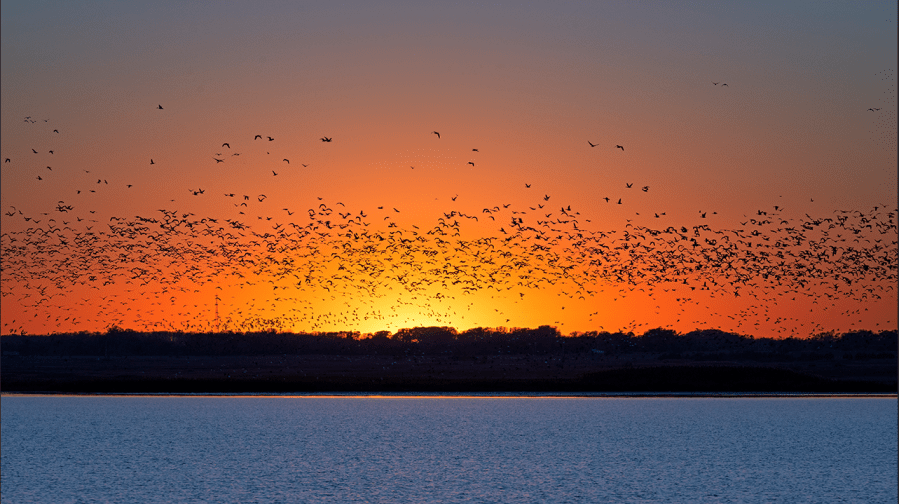 Up to 800 million birds forecasted to visit Kansas in fall migration