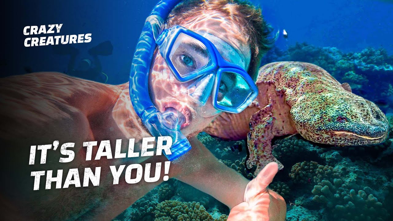 The Colossal Salamander of China's Rivers