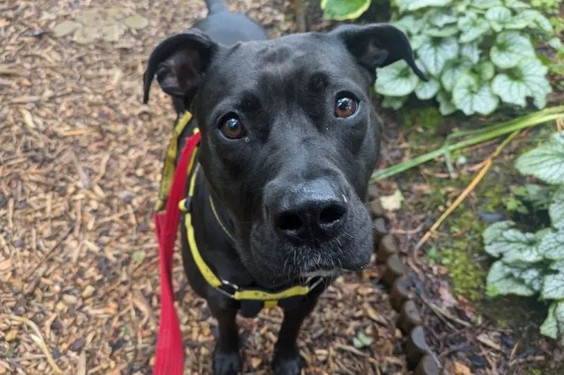 Ten 'snuggly' dogs desperate for loving owner at Dogs Trust West Calder