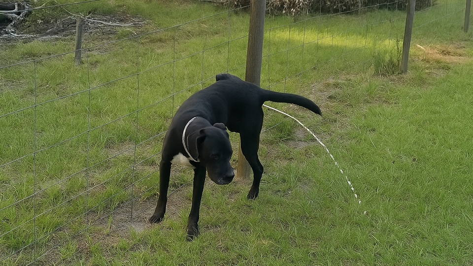 Black Dog Urinating On The Grass
