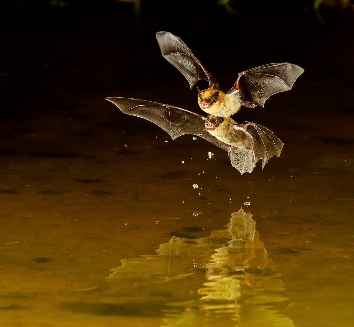 Bat Facts: Why Bats Are Beneficial, Not Scary