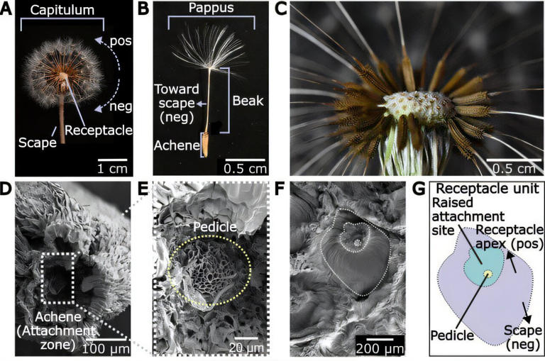 Dandelions control the dispersal of their seeds through asymmetrical ...