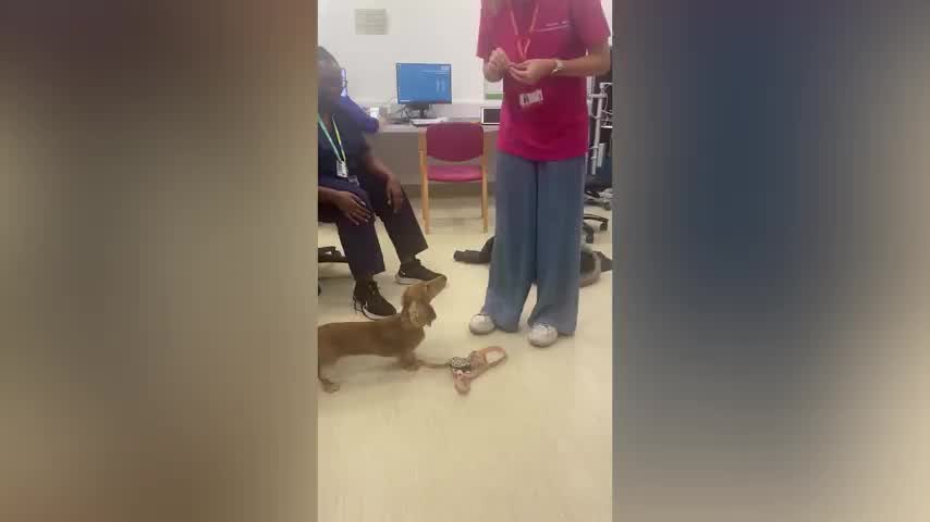Doctor's Dachshund Turned Therapy Dog Impresses Team At Hospital