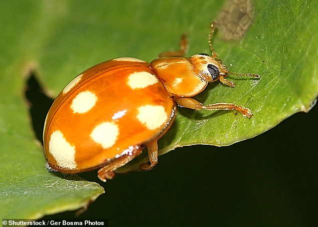Another French invasion! Orange and white spotted ladybirds seen for ...