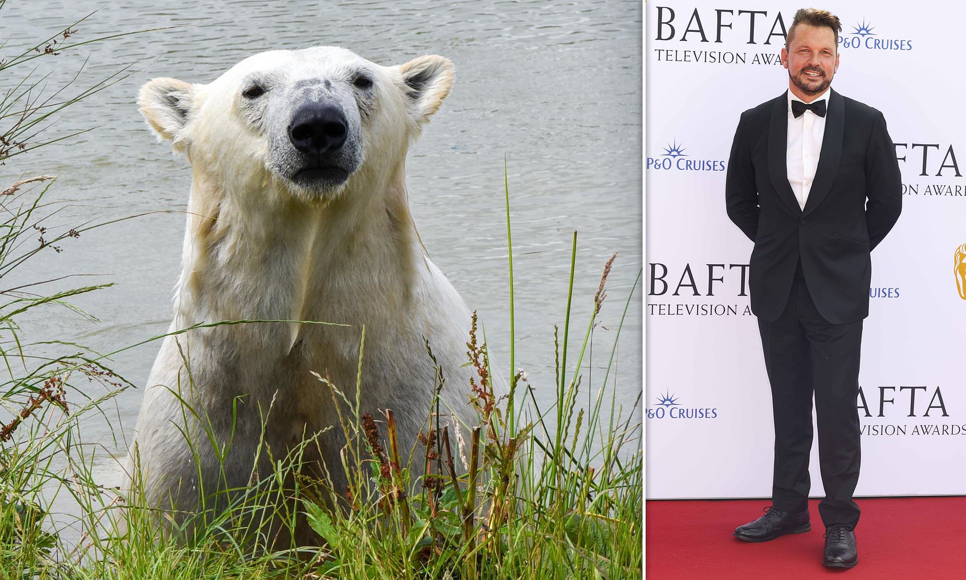 Celebrity farmer Jimmy Doherty 'heartbroken' as polar bear dies in ...