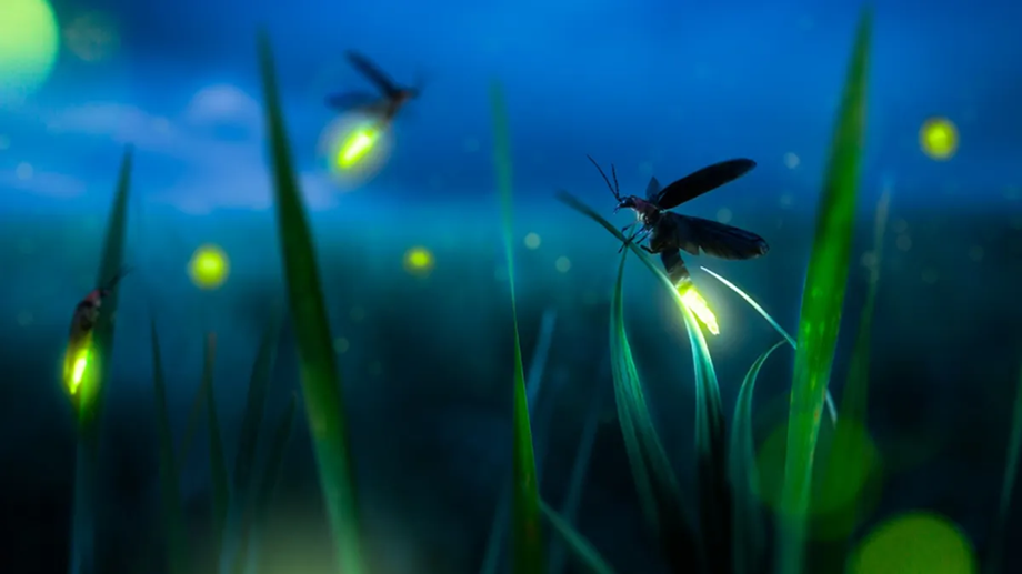 Do you know why fireflies glow in the dark of night? How to make your ...