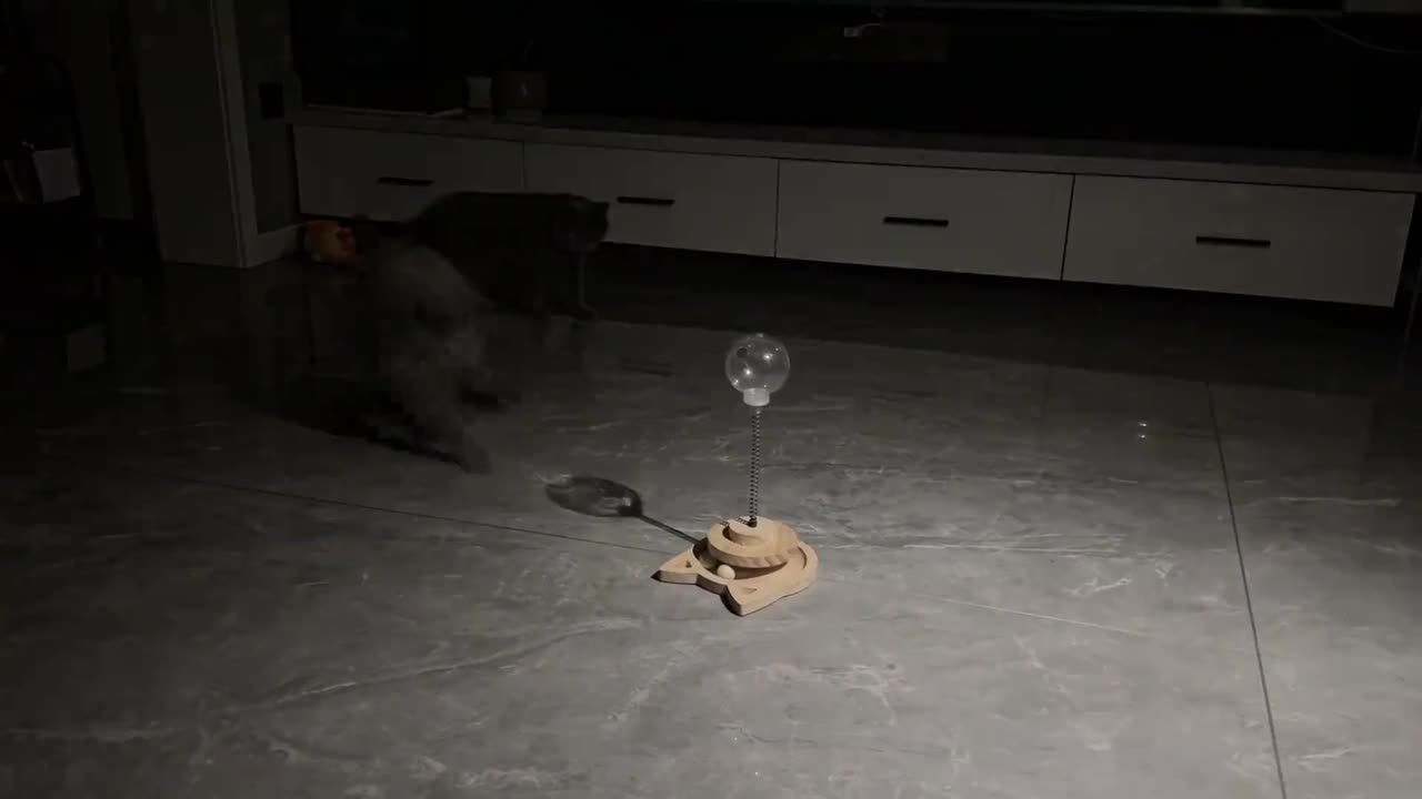 Cat startled by moving shadow in Chongqing, China