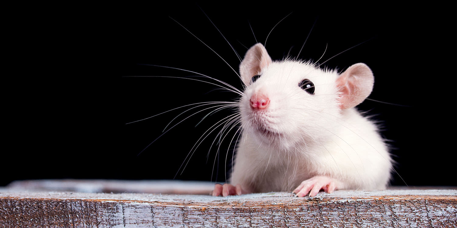 Rat study links high-fructose corn syrup to anxiety markers and autism ...