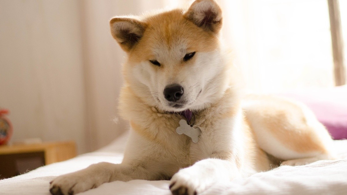 These 12 dog breeds may look calm, but they can become very territorial