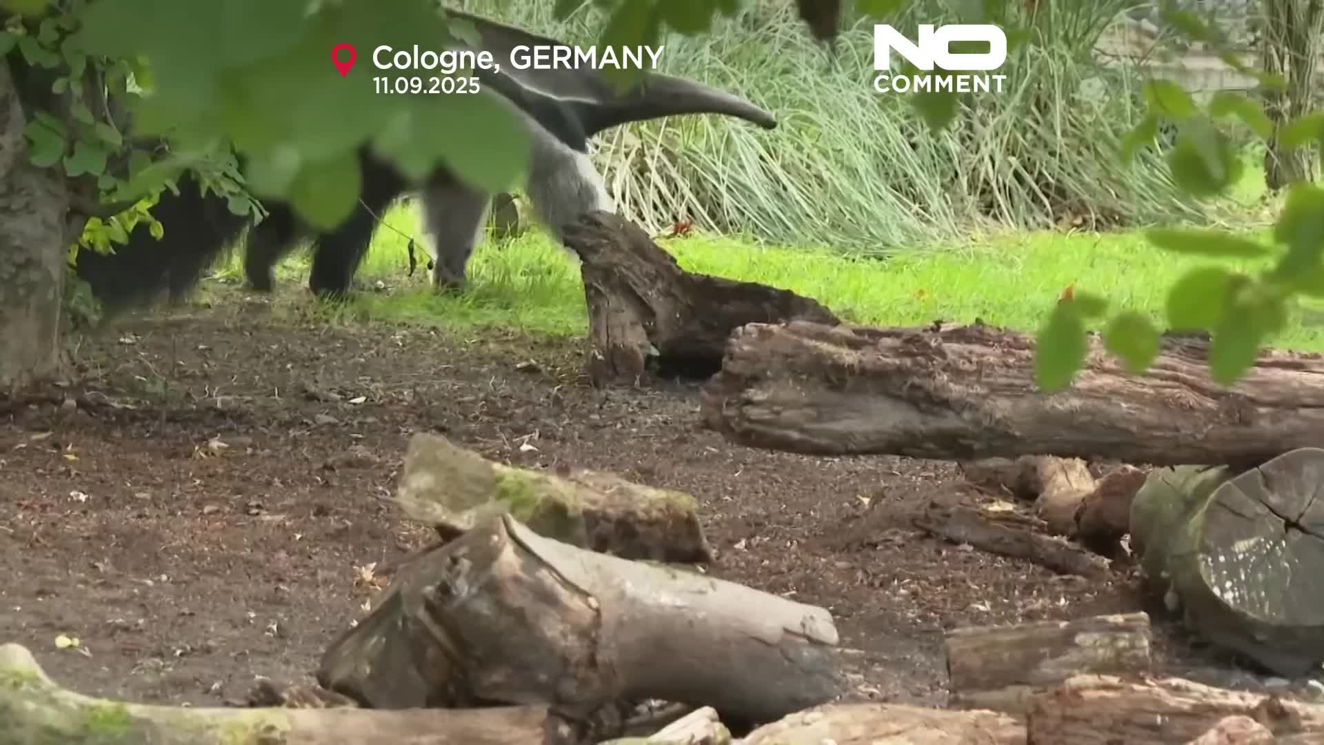 Młody mrówkojad olbrzymi po raz pierwszy w zoo w Kolonii