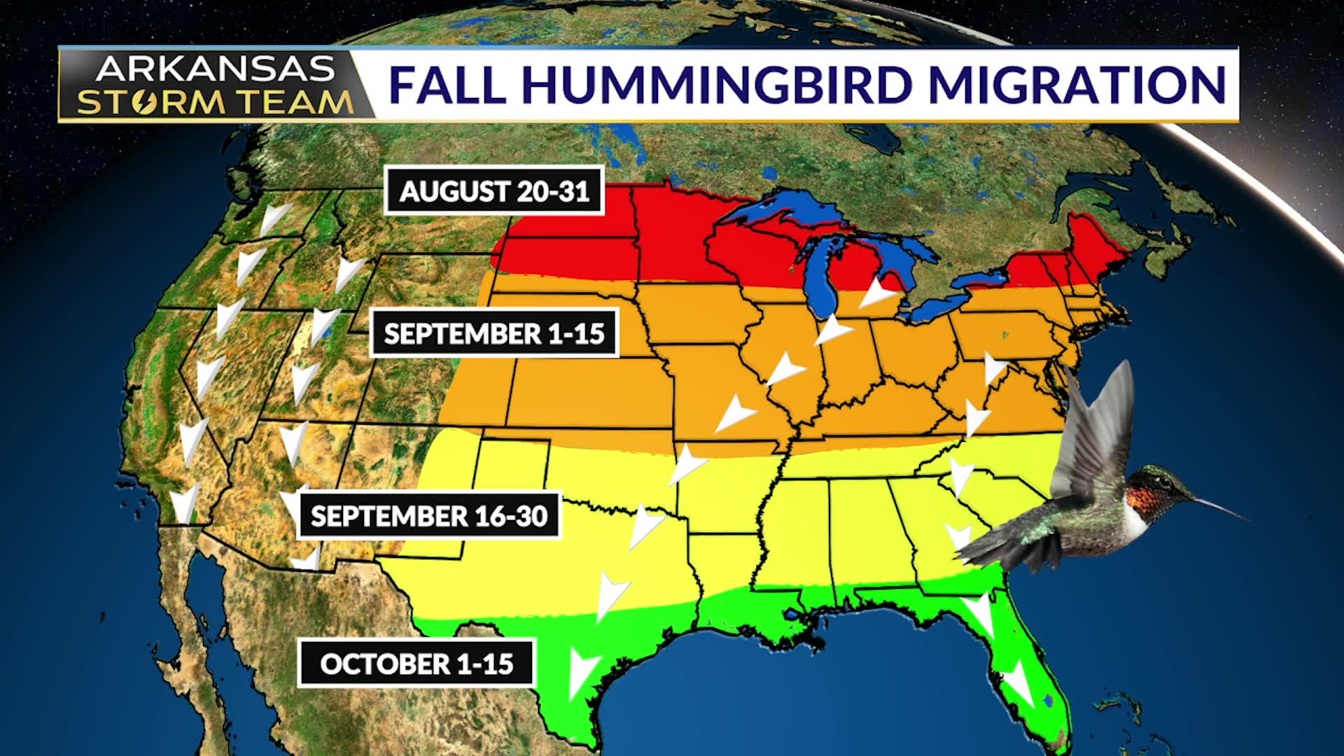 Fall Hummingbird Migration