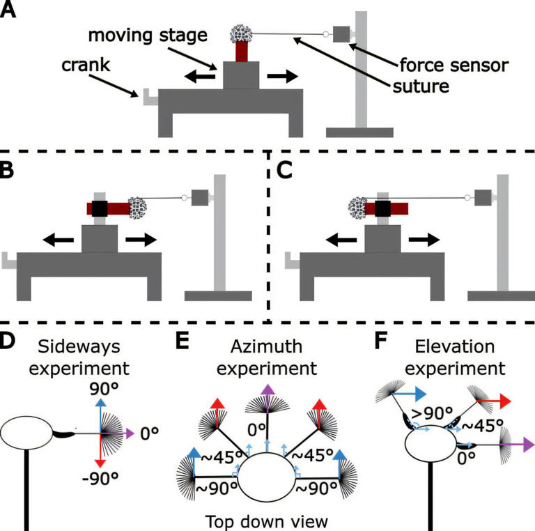 Dandelions control the dispersal of their seeds through asymmetrical ...