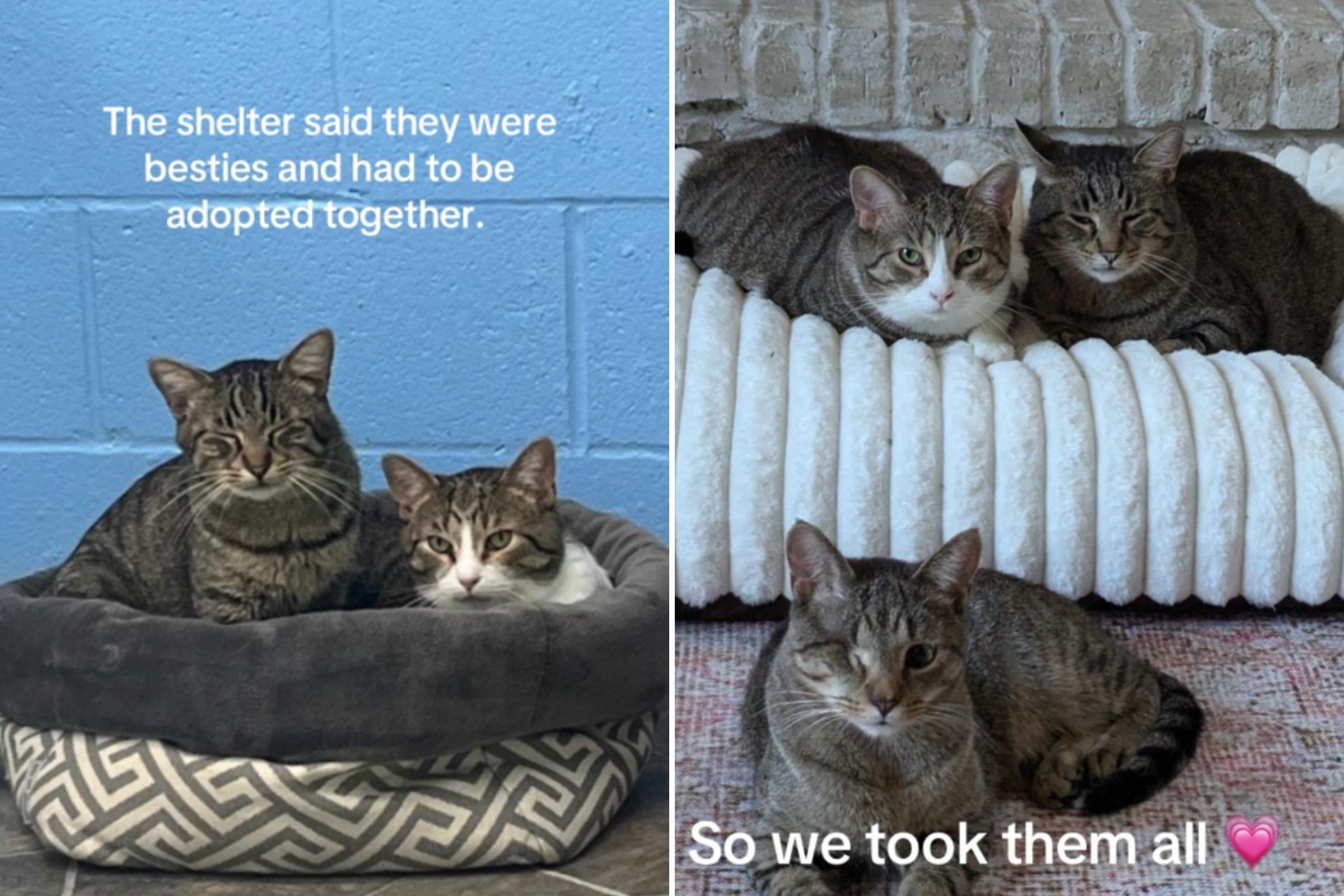 Couple adopt cat "besties" who had to stay together—but there's a twist
