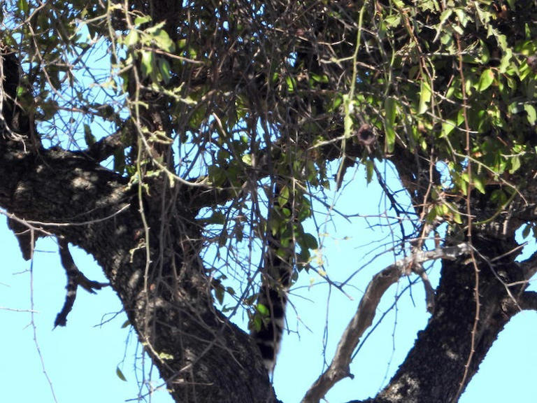 Can you spot the leopard? Photographer needed tip from a lion