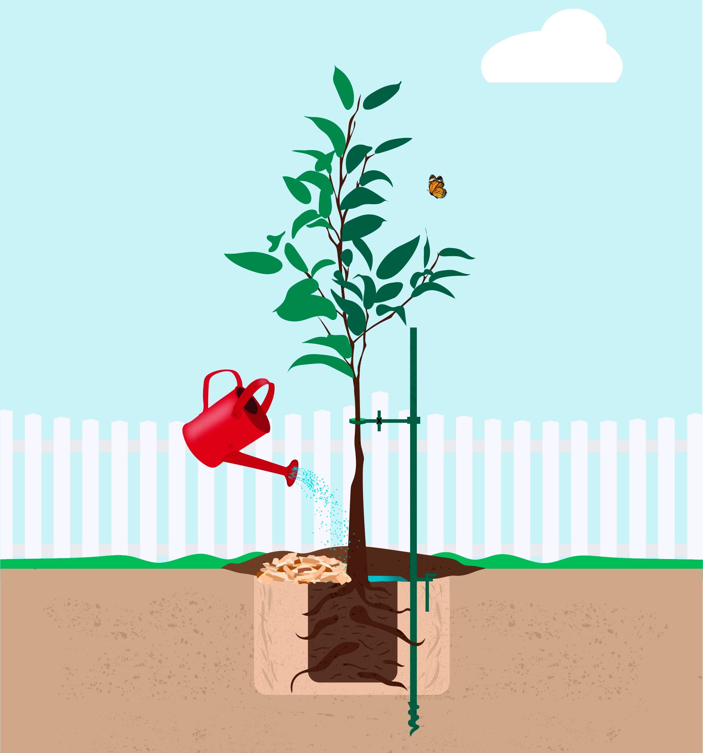 Tree Planting Tips: What to Know Before Planting a Tree