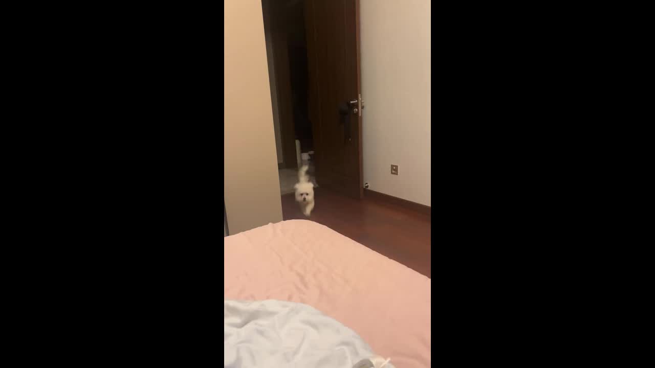 Energetic dog zooms around room in Shaanxi, China
