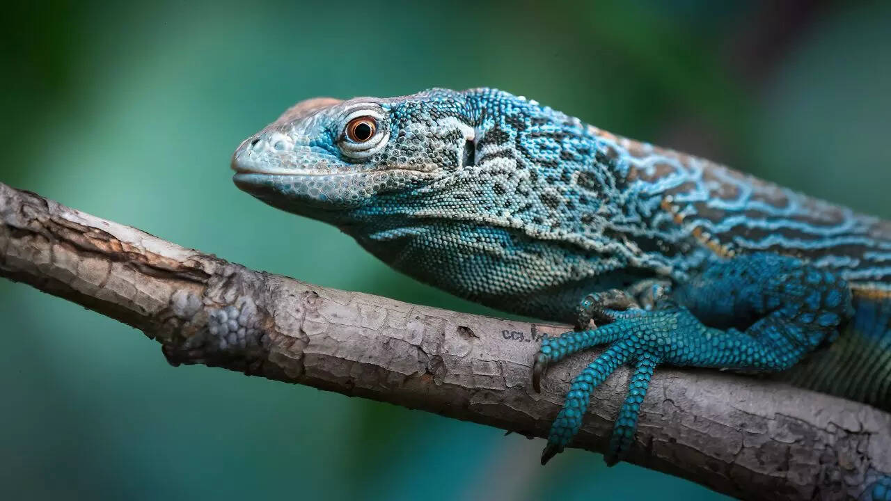 7 unique animals that are blue in colour and why