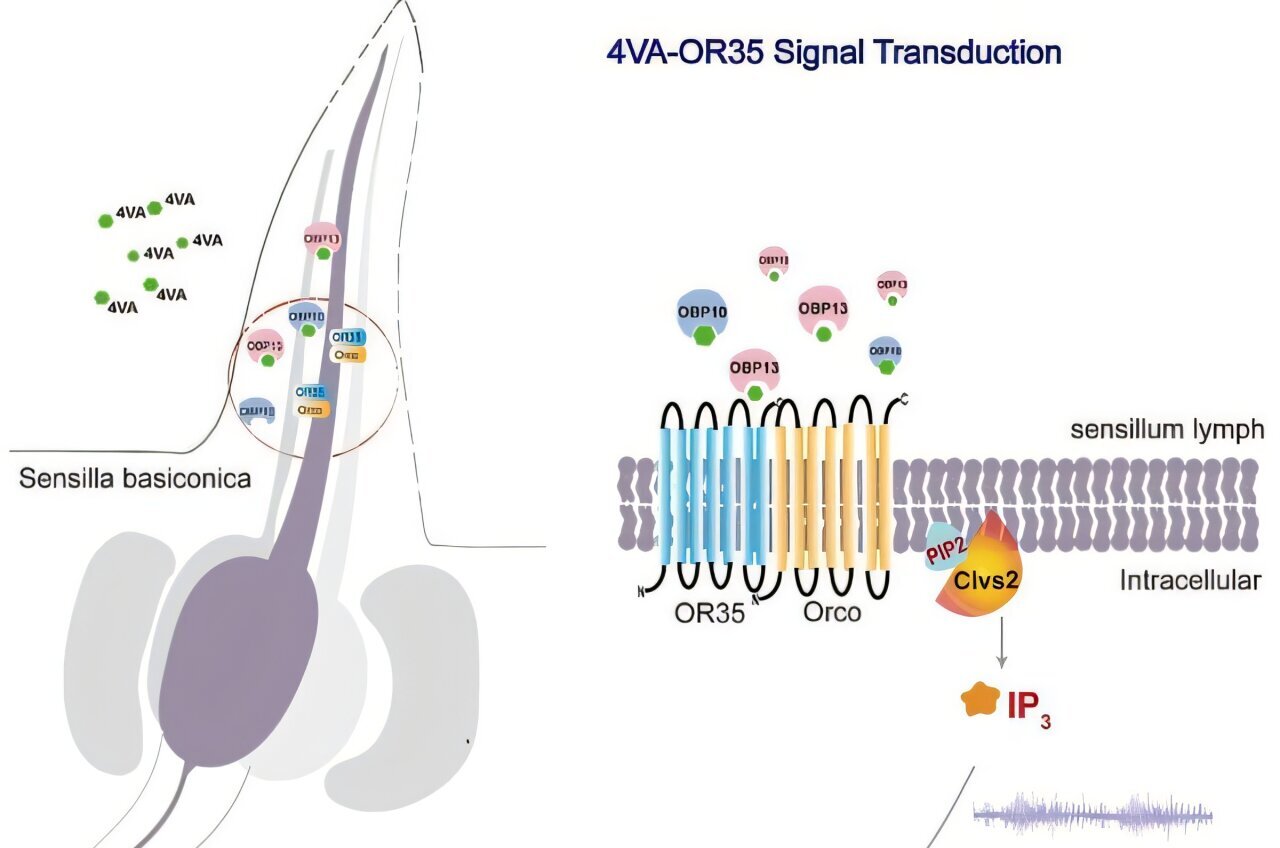 Locusts bypass classical molecular pathway to process smells and ...