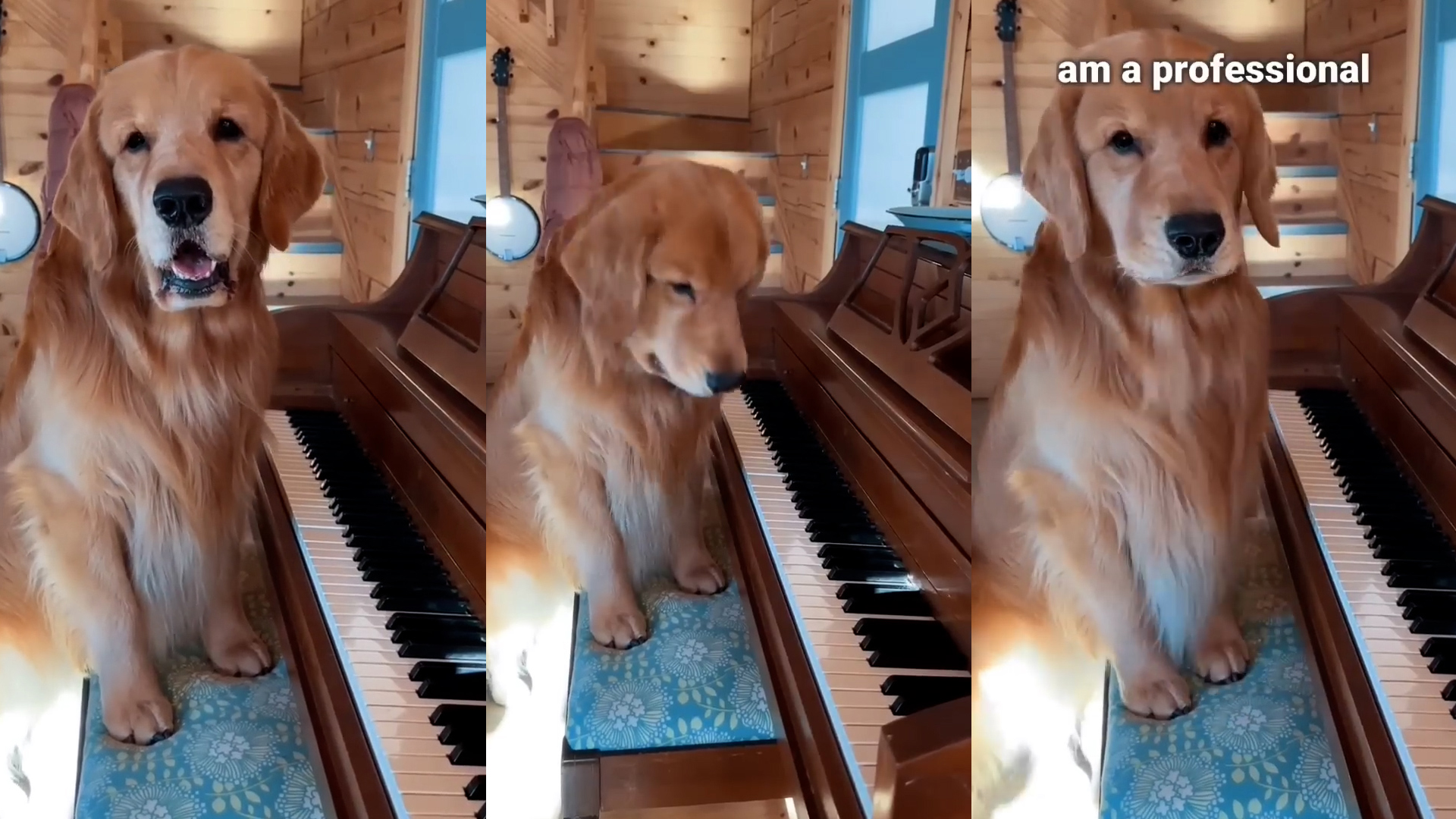 Funny Golden Retriever Compilation