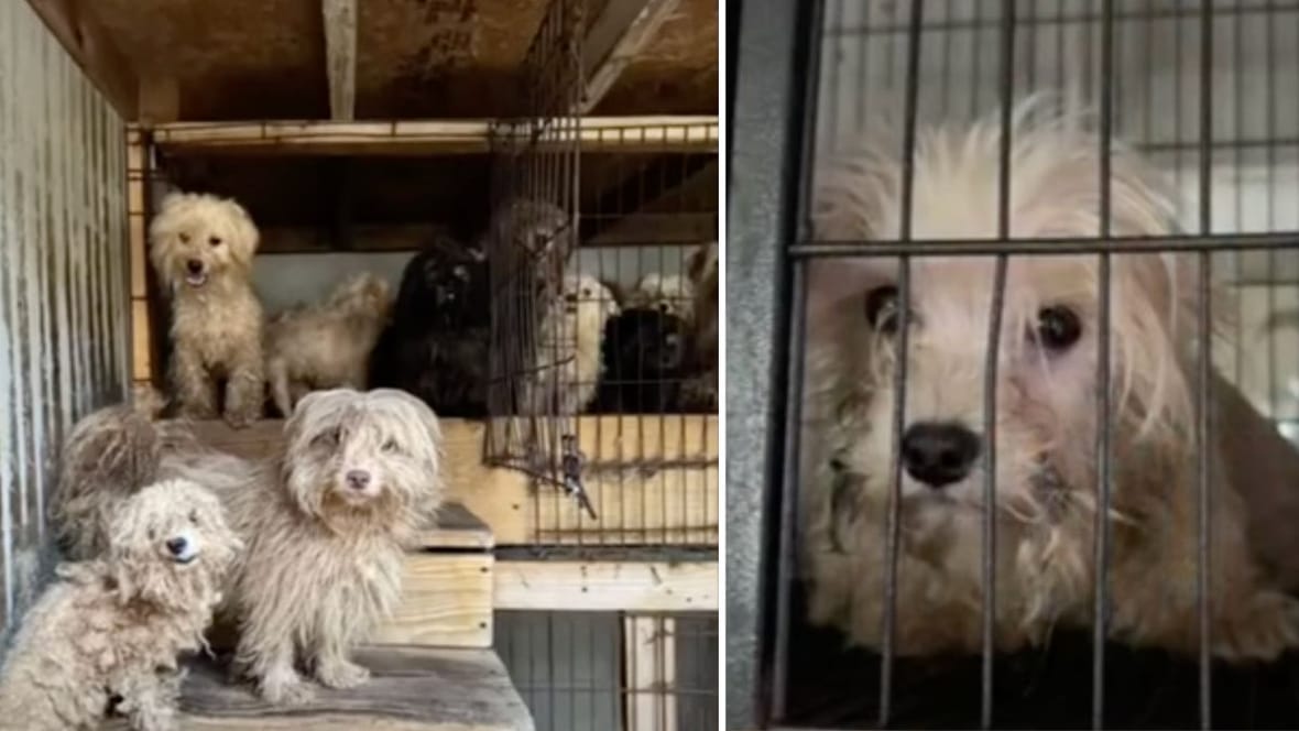 101 Dogs Rescued From Raleigh Puppy Mill Sparks Outrage—Now the Public ...