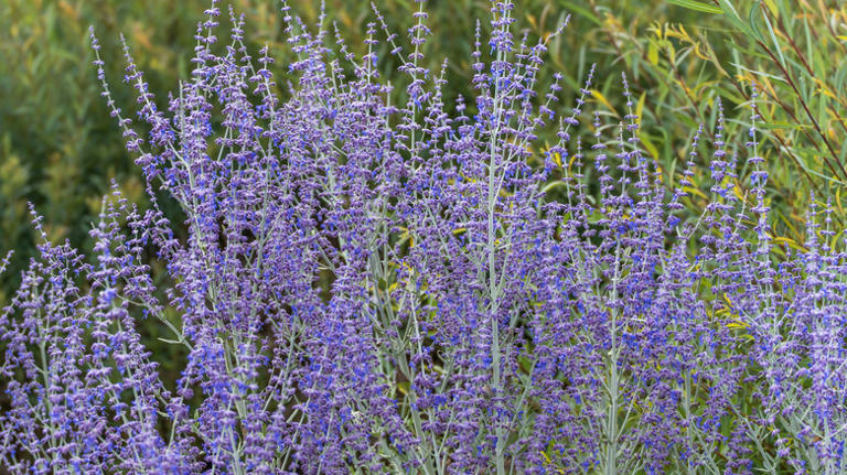 Grow These 11 Perennial Plants With Your Mums For A Showstopping Fall ...
