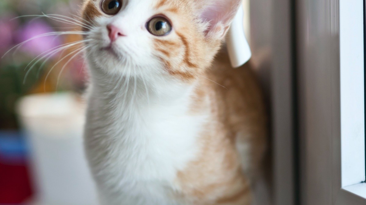 15 things cats do that will be harmful to humans